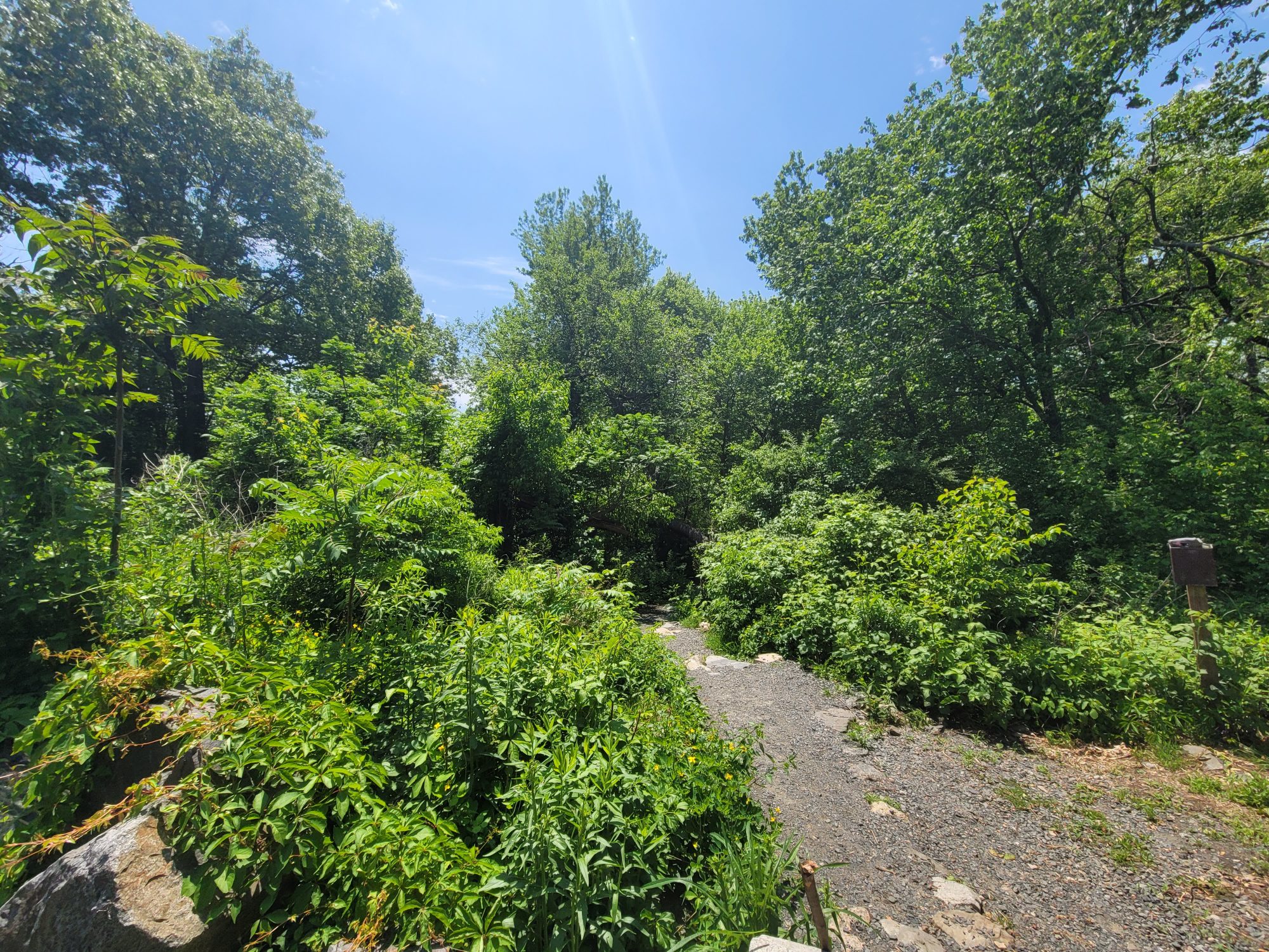 Walk with a witch in the Salem Woods - Destination Salem